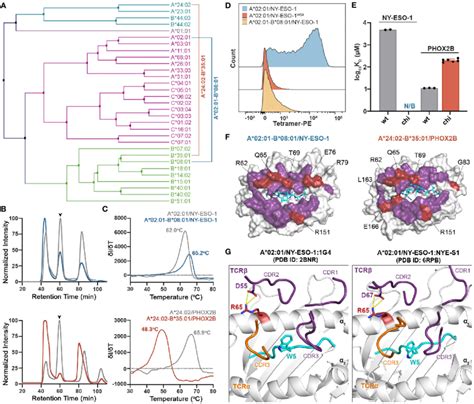 Application Of Chimeric Hlas As Probes For Assessing Peptide Centric Download Scientific