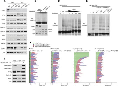 53bp1 Regulates Apc C Activity Download Scientific Diagram