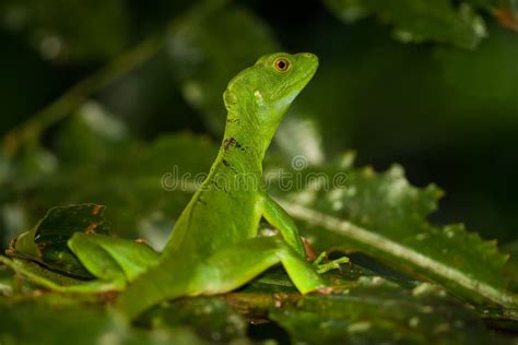 Female Basilisk Lizard Stock Image Image Of Reptile 28300453