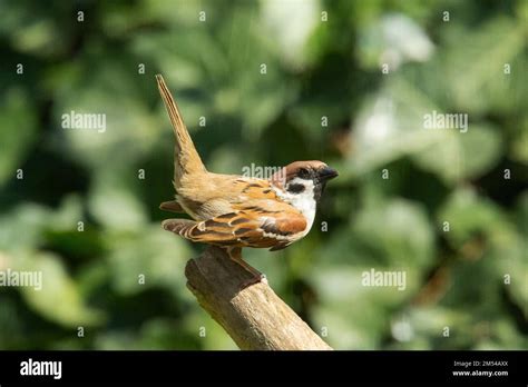 Tree Sparrow Sitting On Branch Mating Right Sighted Stock Photo Alamy