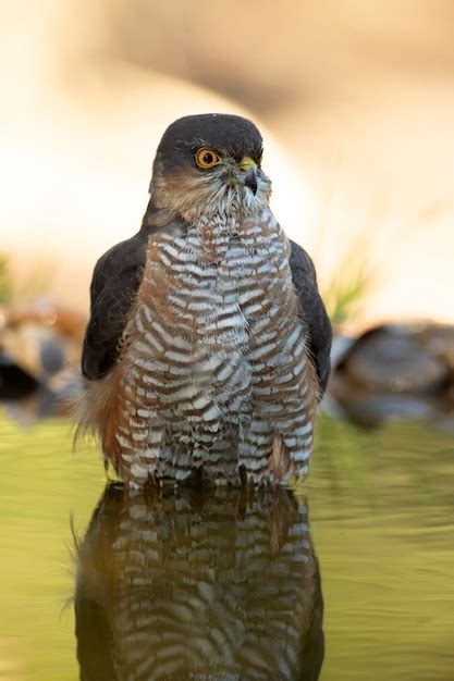 Premium Photo Adult Male Of Eurasian Sparrowhawk Kissing And Drinking At A Naturan Water Point