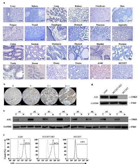 figure 1 from use of axl speci c car t cells to treat non small cell