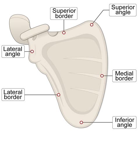 Scapula Bone Anatomy Quizzes Human Bio Media