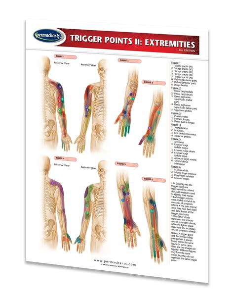 Supraspinatus Trigger Point