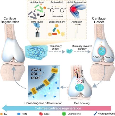 ultra durable cell free bioactive hydrogel with fast shape memory and