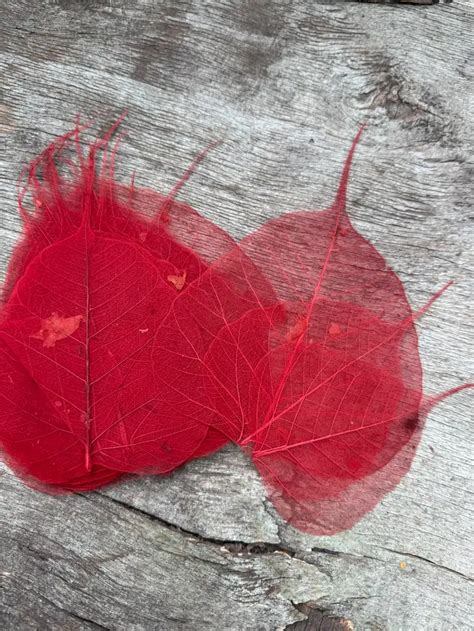 Скелетовані листя маленькі червоні круглі