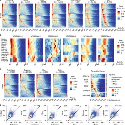 The Polya Tail Length Distribution Of Genes With Different