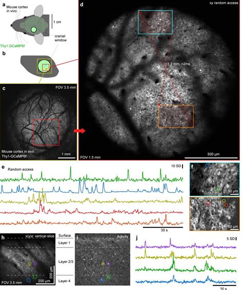 High Resolution Mesoscale Random Access Imaging Mouse Cortex In Download Scientific Diagram