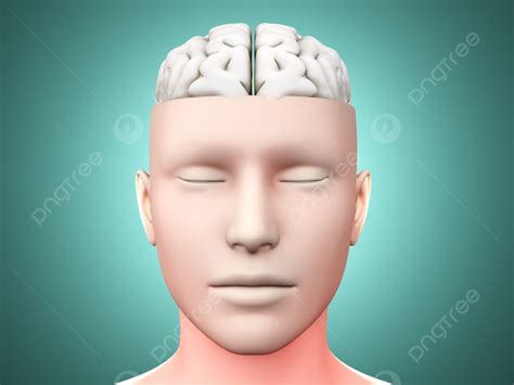 Visual Cortex Background Images Hd Pictures And Wallpaper For Free
