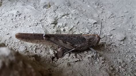 Grasshopper Reproduction Youtube Grasshopper Reproduction Youtube