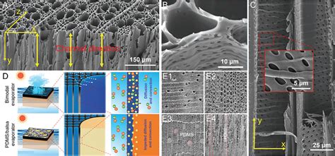 A Sem Image Of The Bimodal Porous Structure Of Basswood Cross Section Download Scientific