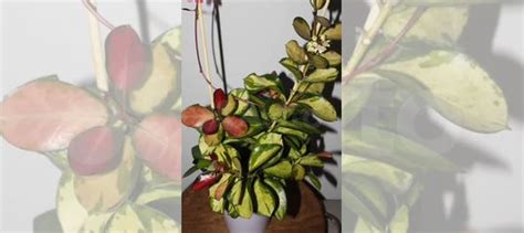 Хойя аустралис Лиза купить в Белгороде | Товары для дома и дачи | Авито