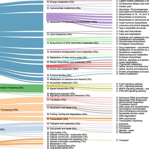 Relative Abundance Of The Most Abundant Functional Pathways Detected