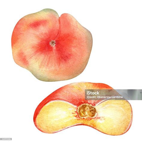 중국 플랫 무화과 복숭아 전체와 반 수채화 그림은 흰색으로 분리되어 있습니다 수채화 그리기 분홍색 과일 슬라이스 그림 손으로 그린 음식 그림 패키지 디자인 요소 라벨 개체