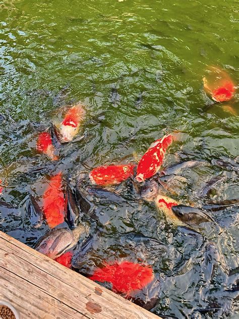 สารพันปัญหาการเลี้ยงลูก ให้อาหารปลาได้ด้วยค่าาา กระปุกใหญ่ 20 บาท Facebook