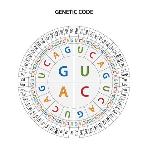Premium Vector The Genetic Code Chart