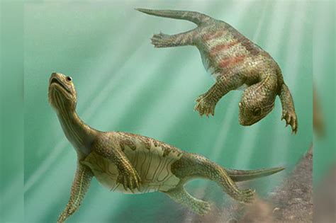 Archaeologists Discover Fossil Of Ancient Turtle Species That Never Grew A Shell Archaeology World