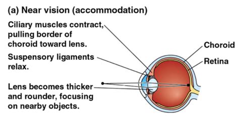 Chapter Sensory Motor Mechanisms REVIEW SLIDES Flashcards Quizlet