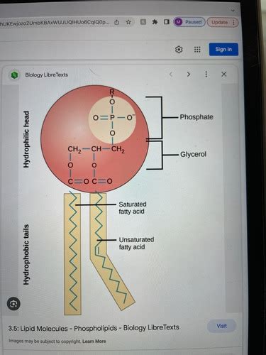A Level Biology Chapter Lipids PHOSPHOLIPIDS STEROLS Flashcards Quizlet