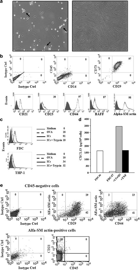 Characteristics Of The FDC Lines A Morphology Of Fresh And Cultured Download Scientific