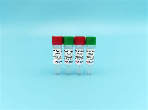 Pfu Dna Polymerase Pfu Dna Polymerase