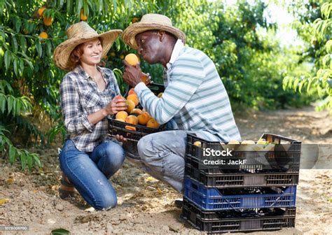 젊은 여자와 과일 정원에서 수확 하는 아프리카계 미국인 남자를 웃 고 계절에 대한 스톡 사진 및 기타 이미지 계절 과수원 과일 Istock