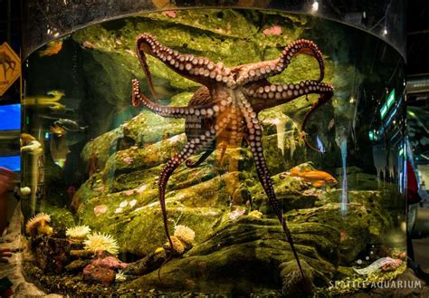 Big Aquarium Expansion To Boost Capacity Transform Waterfront