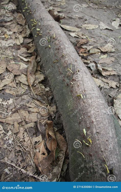 Tree Root Leaf Cutter Ants On The March Stock Photo Image Of