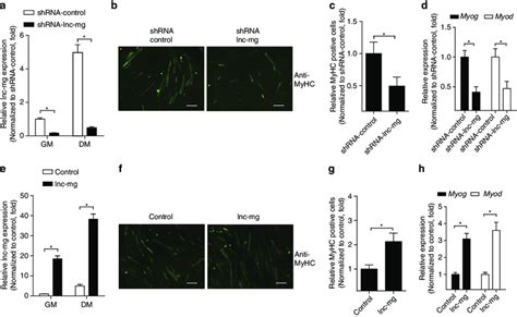 Lnc Mg Promotes Musc Differentiation In Vitro A Real Time Pcr Download Scientific Diagram