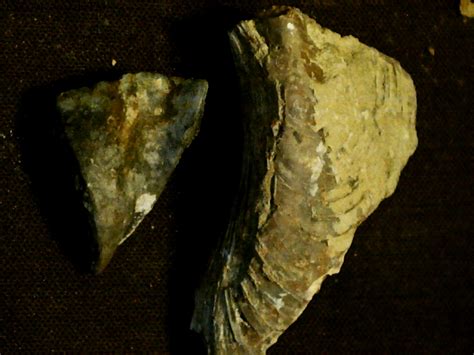 Show Your Look Alikes General Fossil Discussion The Fossil Forum