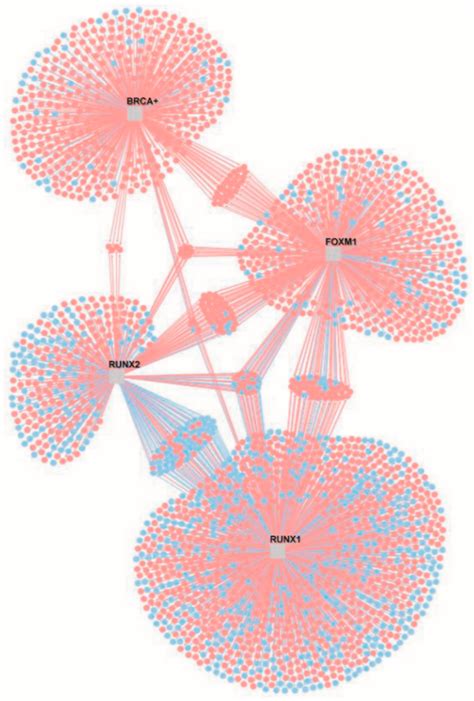 Identification Of The Transcriptional Regulatory Role Of Runx2 By Network Analysis In Lung