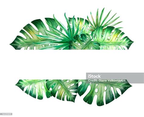 아름다운 열대 잎 텍스트 프레임입니다 몬스타 야자수 수채화 그림입니다 이국적인 식물 내츄럴 프린트 공간을 복사합니다 0명에 대한 스톡 벡터 아트 및 기타 이미지 Istock
