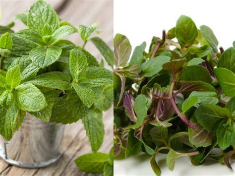 Spearmint Vs Peppermint Whats The Difference Organic Facts