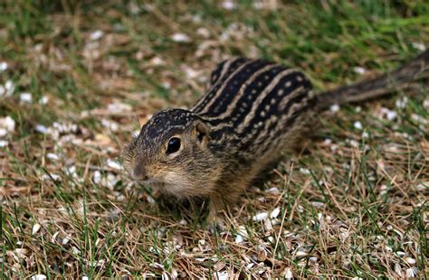 Striped Gopher Photograph By Lori Tordsen