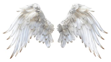 Angel Wing Pngs For Free Download