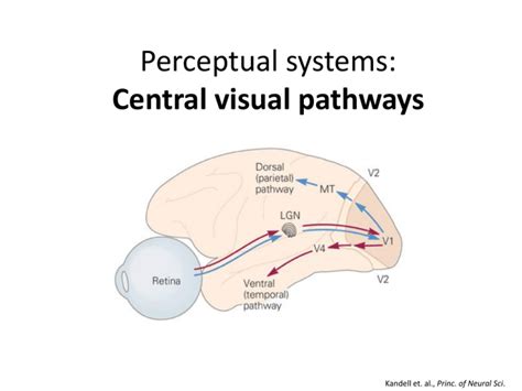 Central Visual Pathways Retina To Cortex