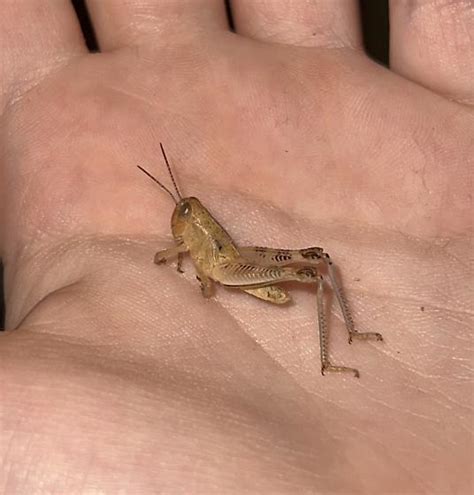 Small And Pale Tan Grasshopper On Open Window Bugguidenet