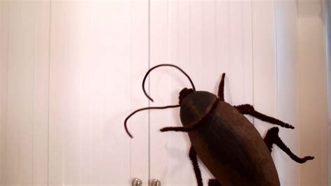 Giant Cockroach In House Blaberidae Wikipedia