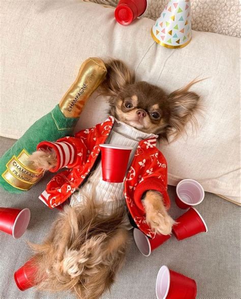 치와와 짤 모음 5 네이버 블로그