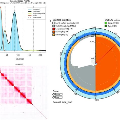 A Genomescope K Mer Spectrum Of Lepidurus Packardi Sequence Reads Download Scientific
