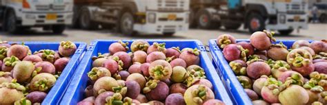 Ripe For The Picking Leveraging Bi To Optimise Fruit Export Decisions Canvas Intelligence