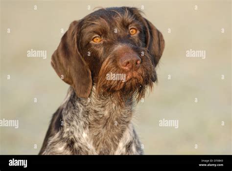 German Wirehaired Pointer Stock Photo Alamy