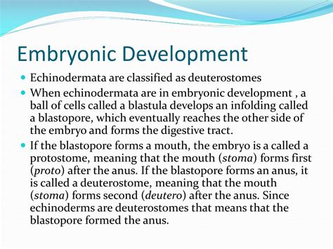 Ppt Echinodermata Powerpoint Presentation Free Download Id2097402 Ppt Echinodermata Powerpoint Presentation Free Download Id2097402