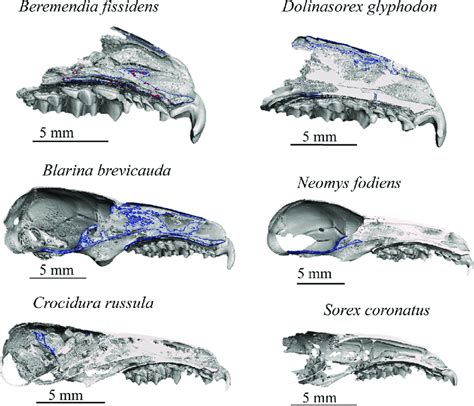 Sagittal Cut Sagittal Cut Of The Skulls Reconstructed Download Scientific Diagram