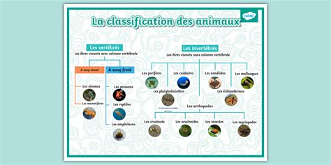 Affiche La Classification Des Animaux Teacher Made