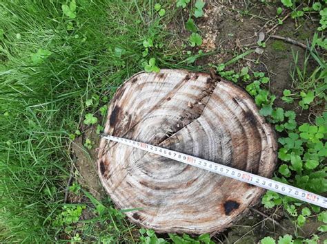 У парку в Мукачеві незаконно вирубили дерева завдано збитків на 8 мільйонів гривень