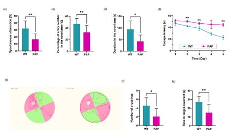 evaluation of learning and memory ability evaluation in wt and pap