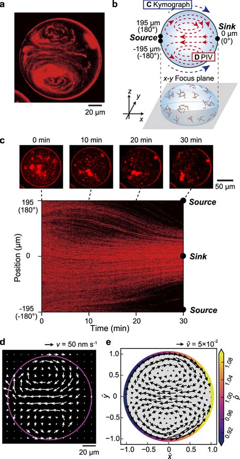 Analysis Of Active Vortices Inside A Droplet Upon The Addition Of Atp A Download Scientific