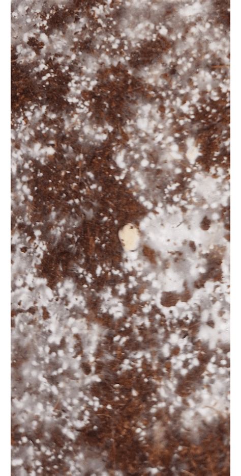 Newbie Here What Are These Cream Coloured Blobs Are They Mushrooms Or Something Nasty R