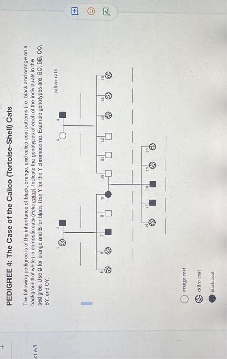 Solved Pedigree 4 The Case Of The Calico Tortoise Shell